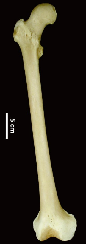 2.1 Linear Algebra - Biodata Science