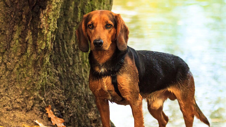 2.9.1 Clustering - Biodata Science